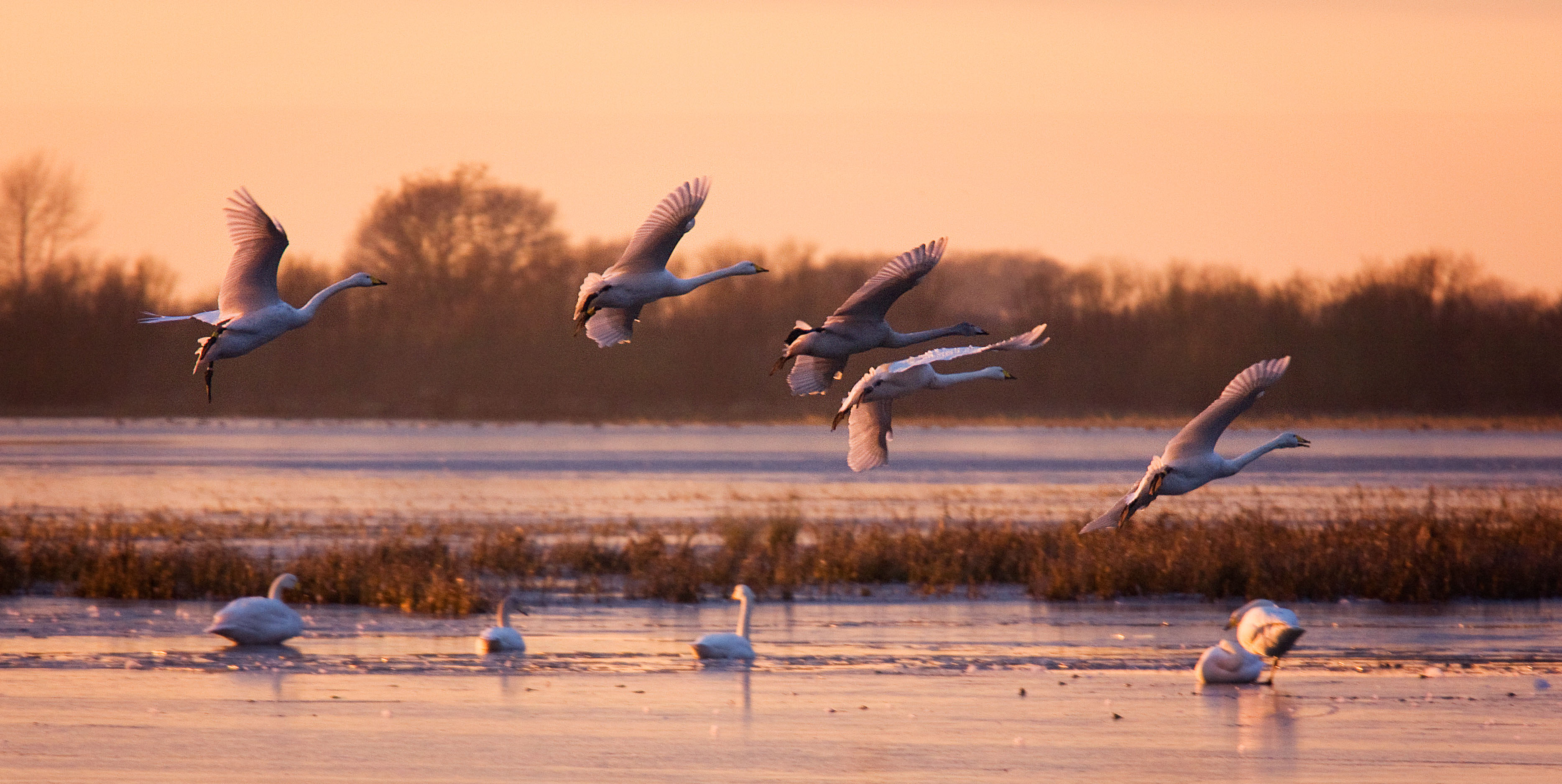 Studies point to rapid changes in the waterbird world, but what does it ...