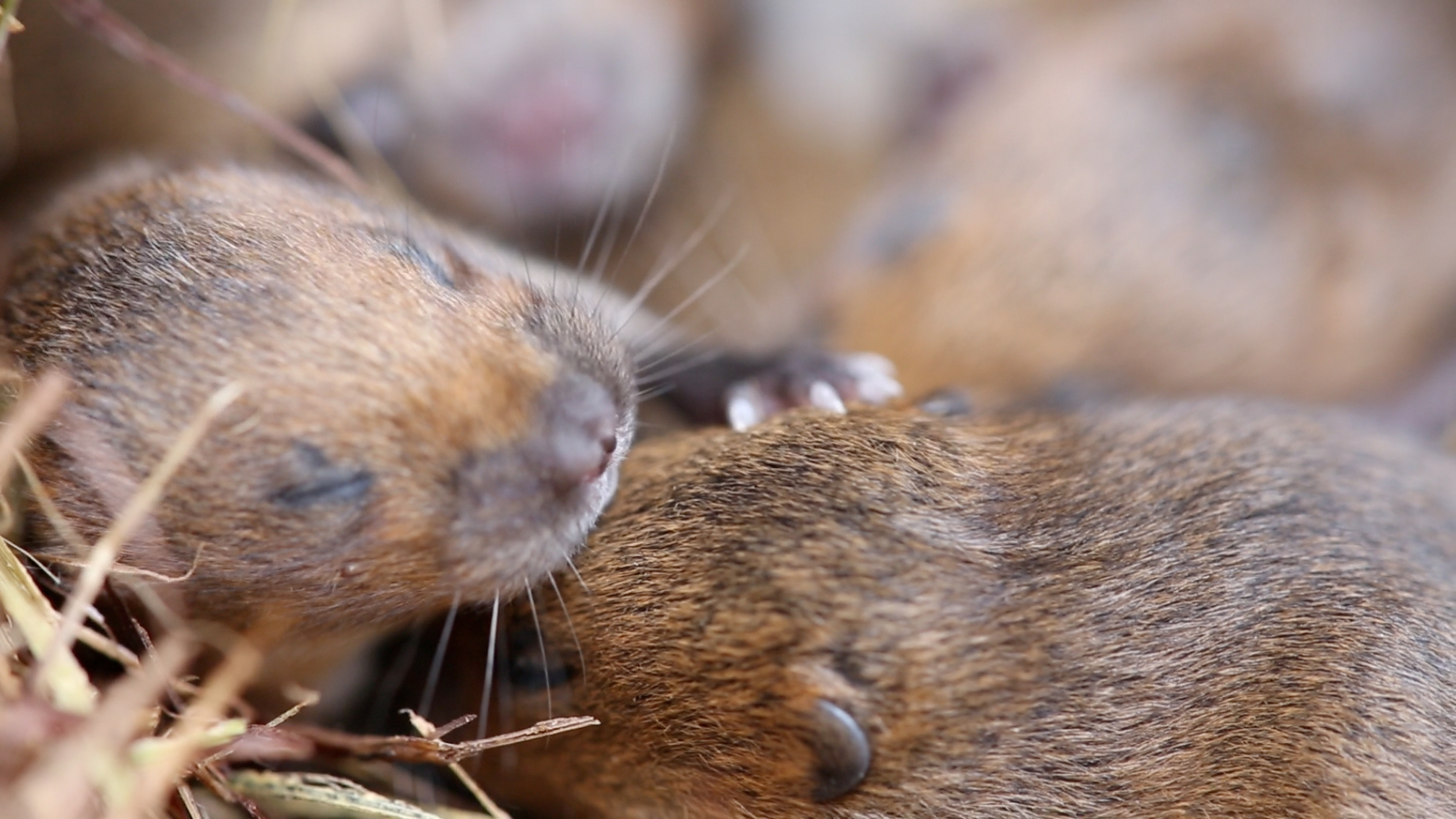 Newborn Vole