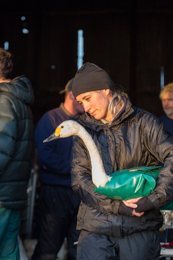Rarest swan suffers alarming crash in numbers, new figures reveal | WWT