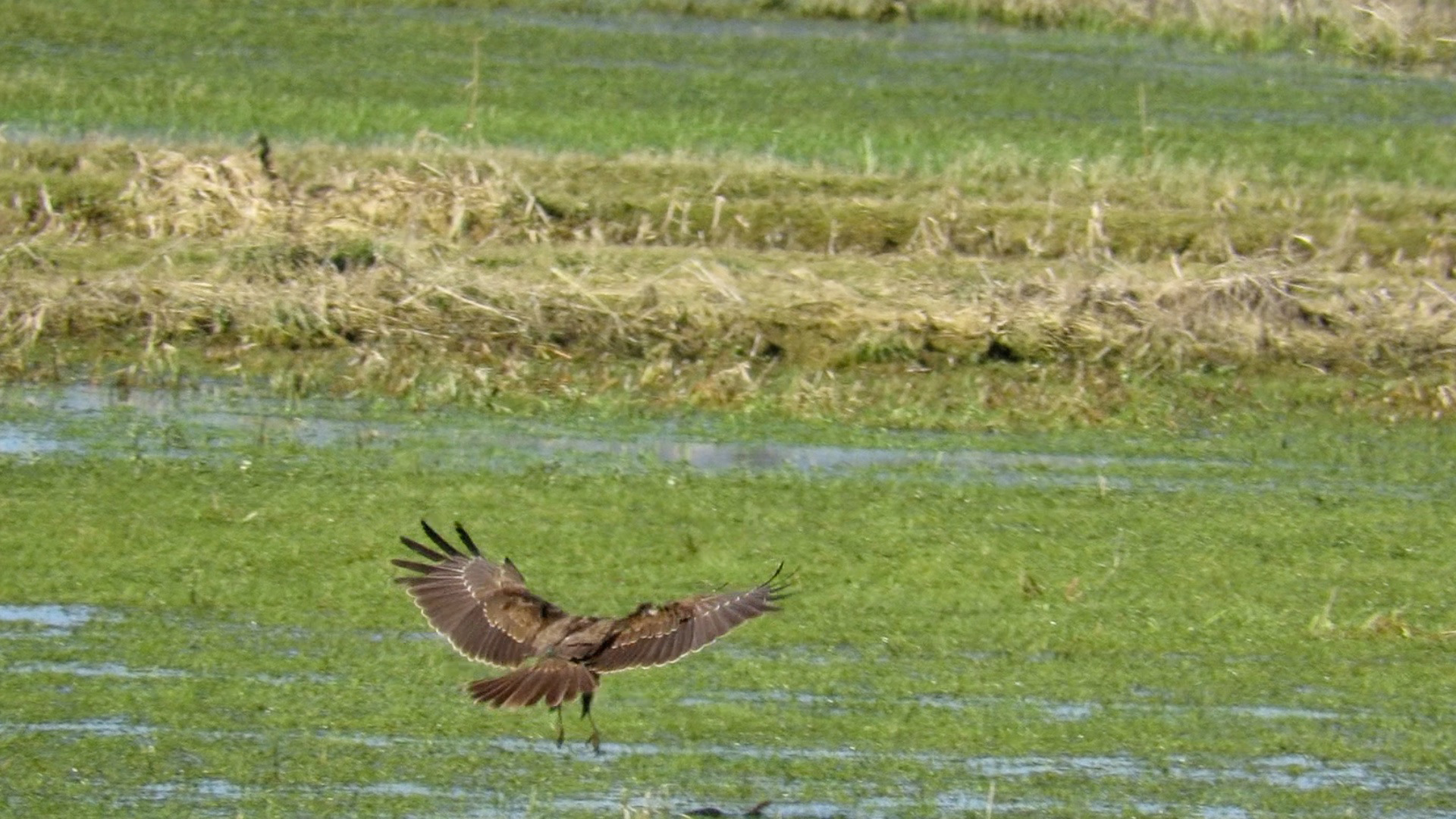 Marsh Harrier - Near Miss | WWT
