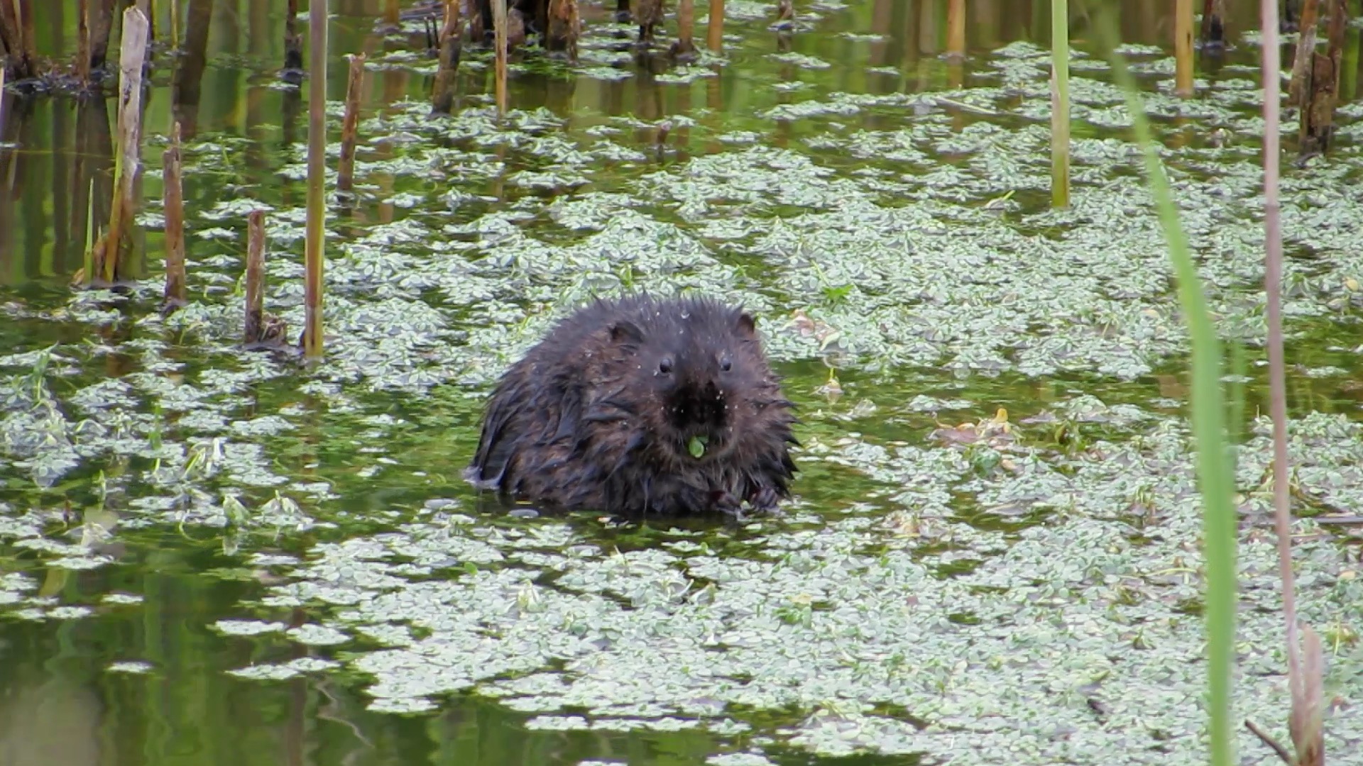 Water Voles - How To Spot Them | WWT