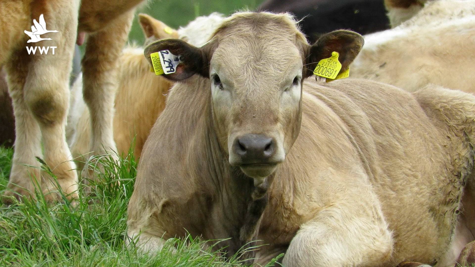 Cattle - Meet the Grazing Team | WWT