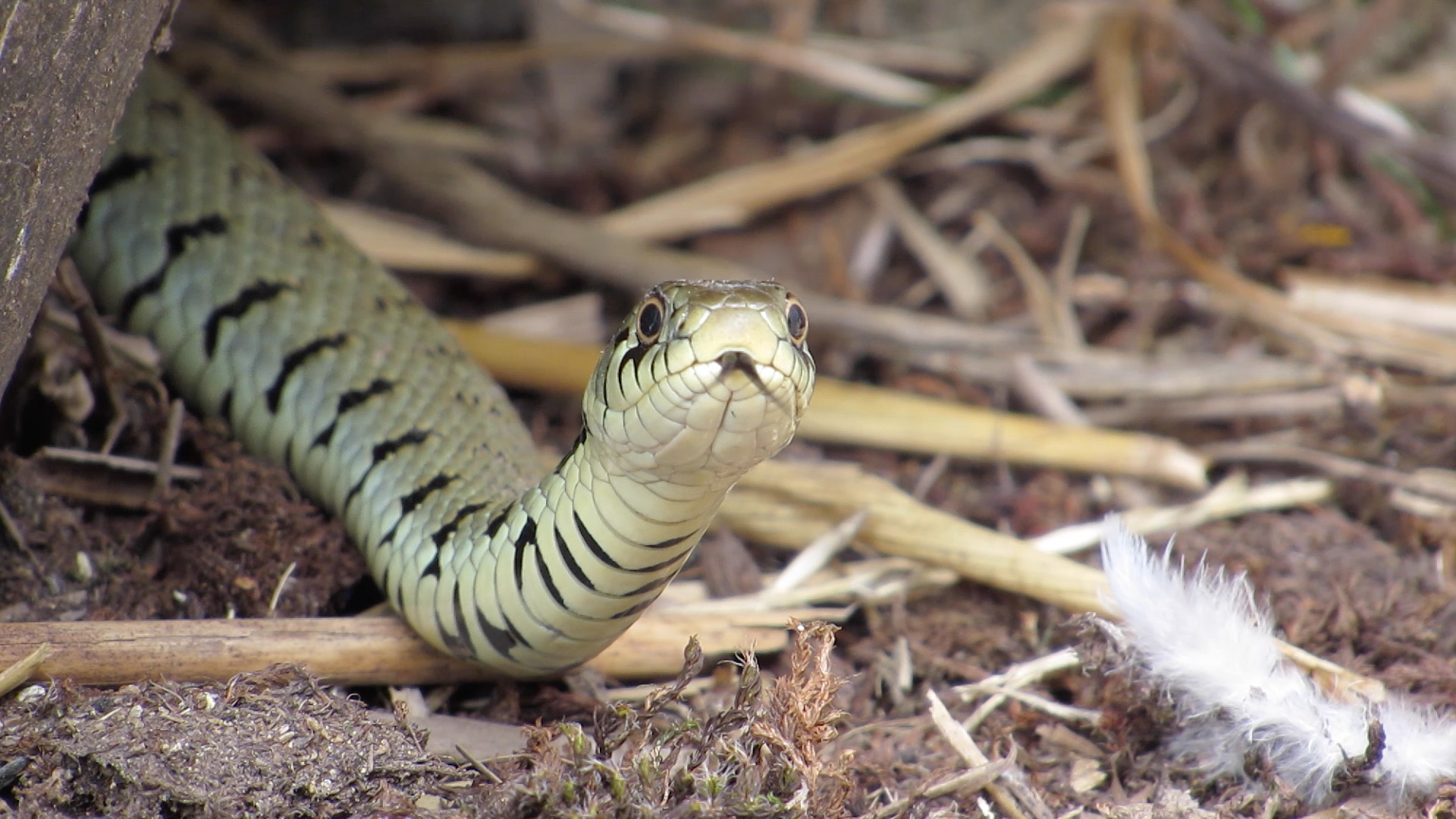 Grass Snake - Hiding in the Workshop | WWT