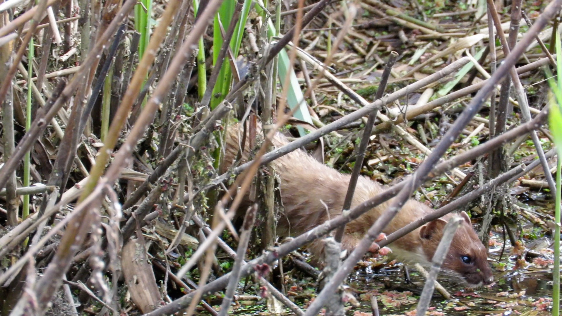 Stoat and Weasel - Spot the Difference | WWT