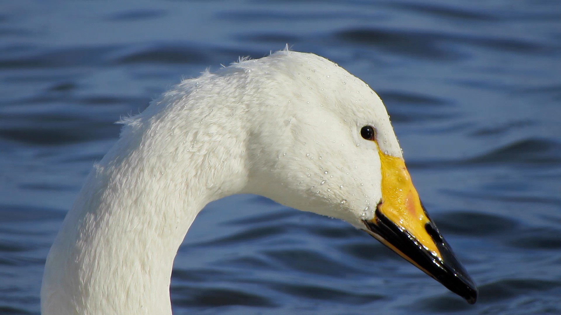 Swans of the Ouse Washes | WWT
