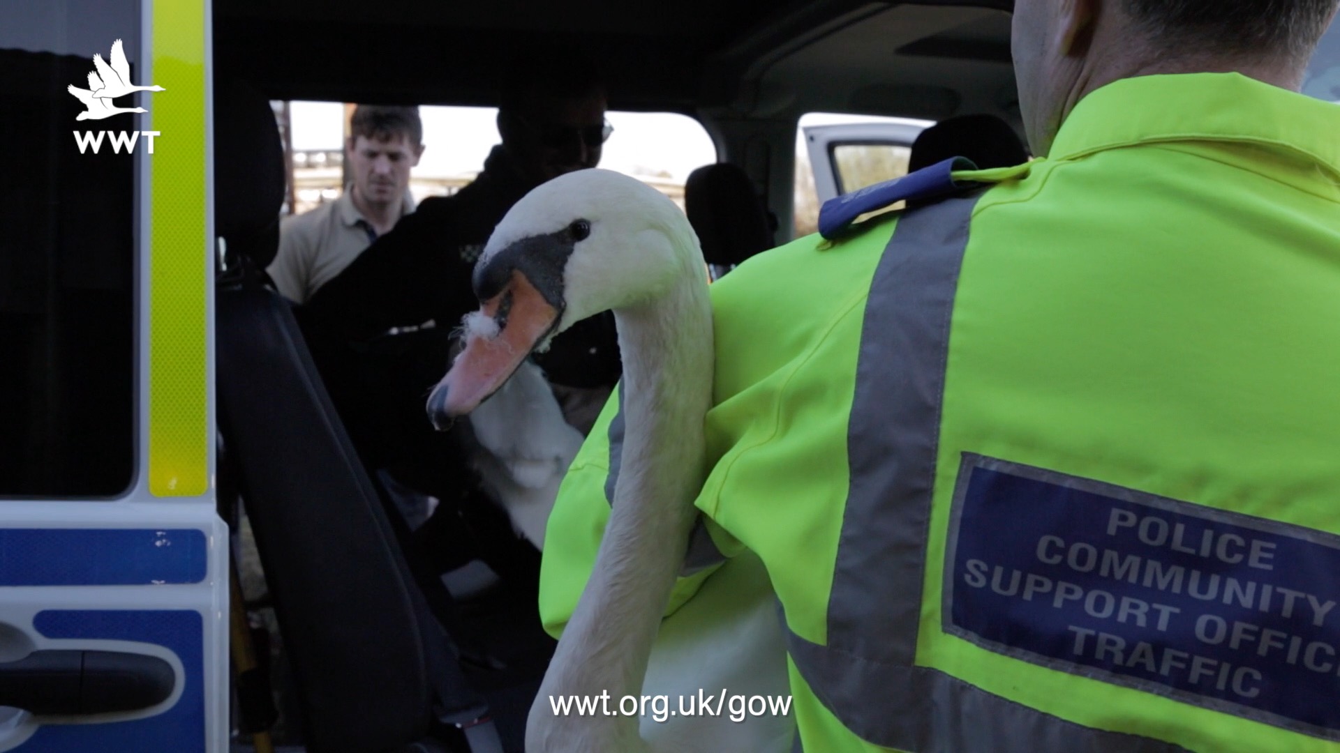 Swan Rescues! | WWT