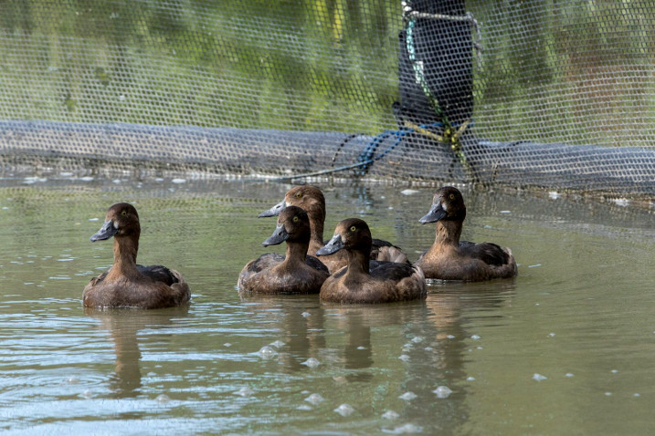 First ever floating aviary to save world's rarest duck | WWT