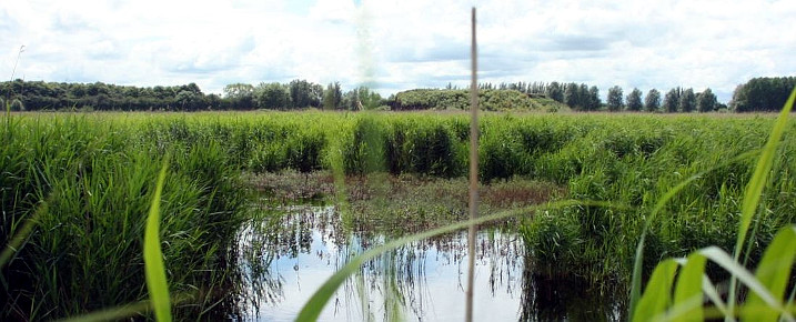 Fenland farmer wins Marsh award for wetlands | WWT