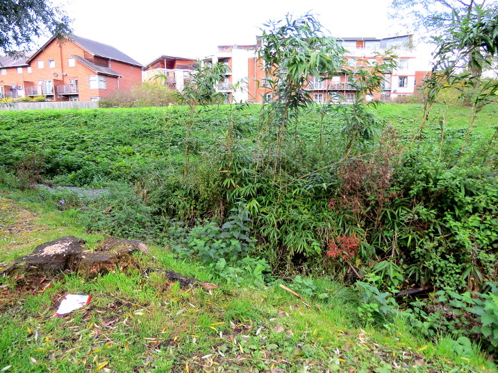 World Wetlands Day: A countdown from Slough part one | WWT