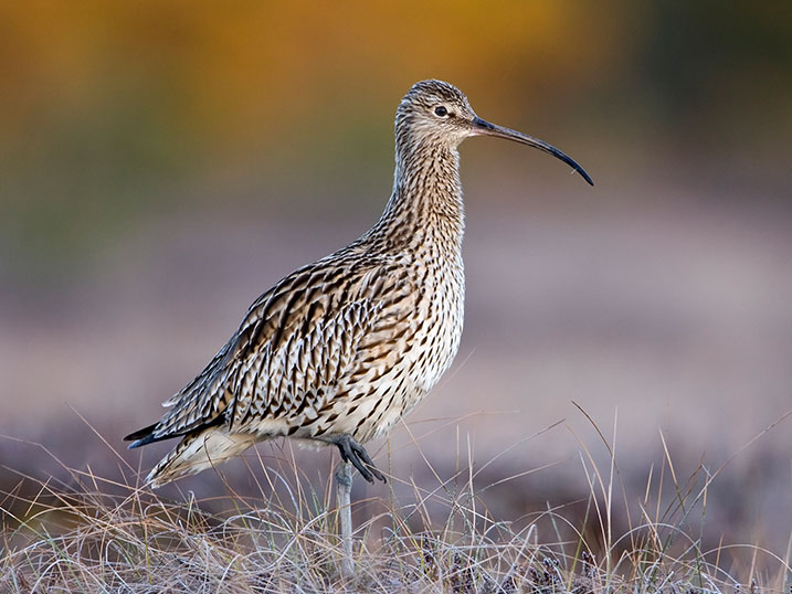 Curlews in crisis - now one of Britain's most endangered birds | WWT