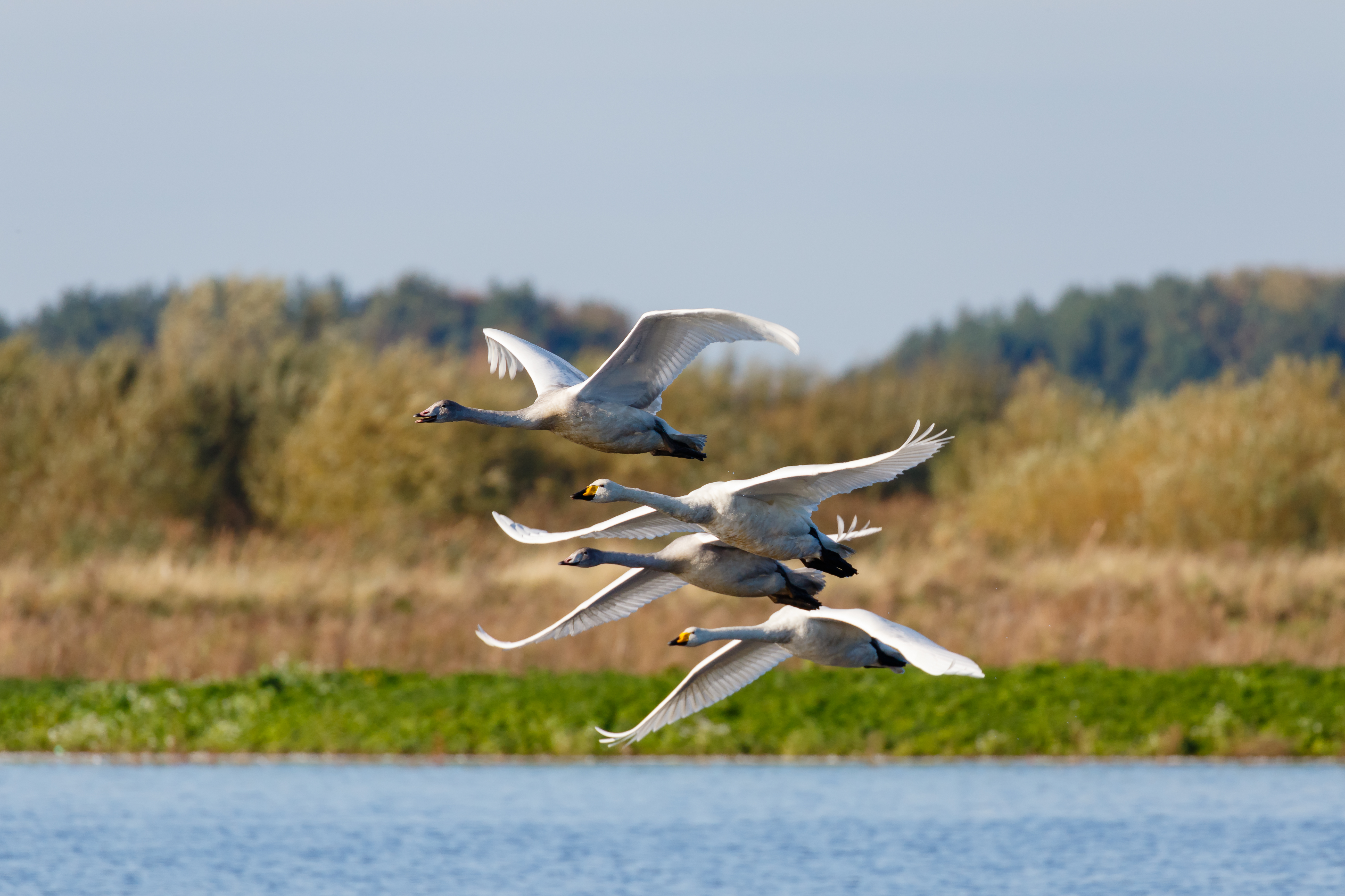 North West Bird Watching Festival returns to Martin Mere | WWT