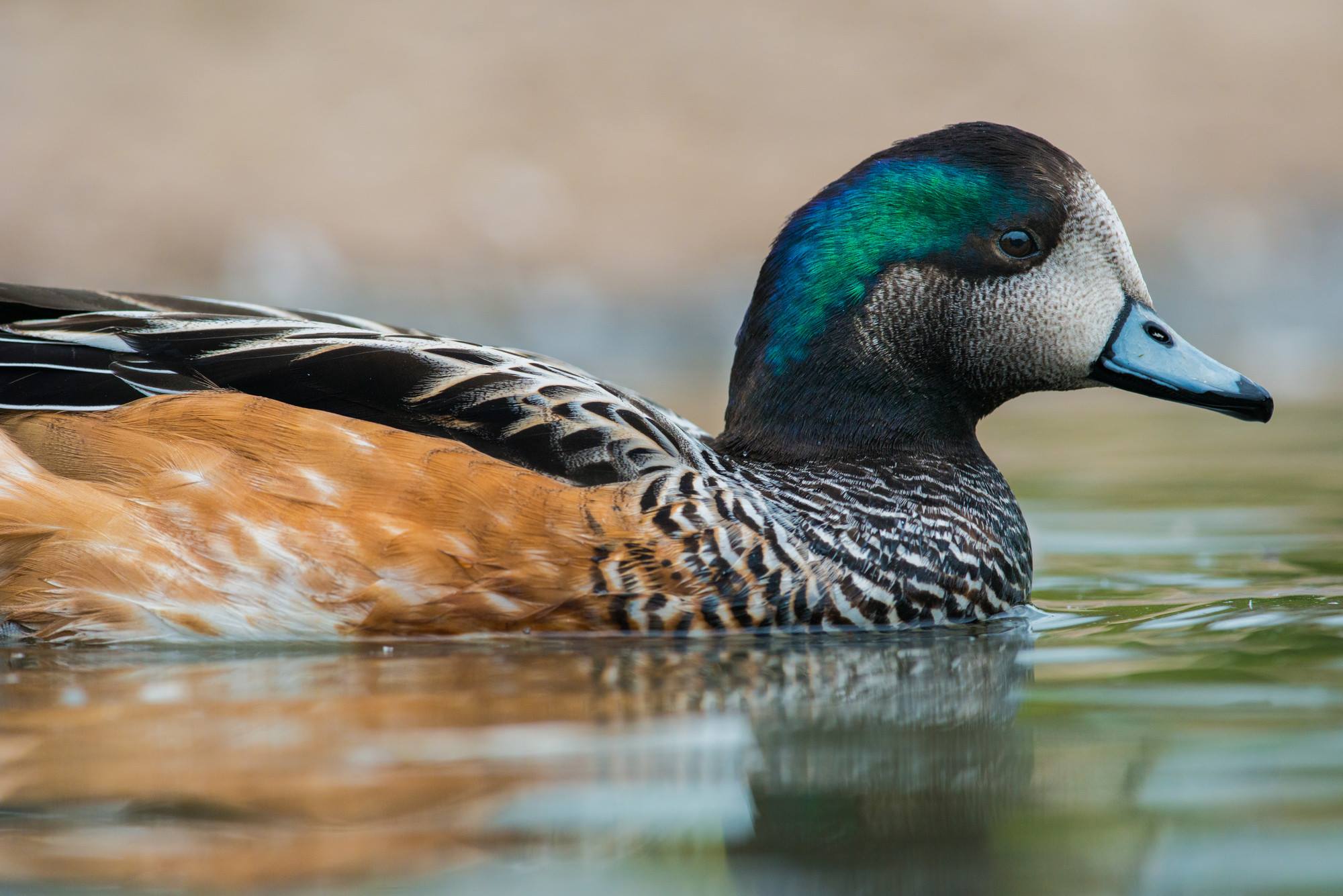 Chiloe wigeon | WWT