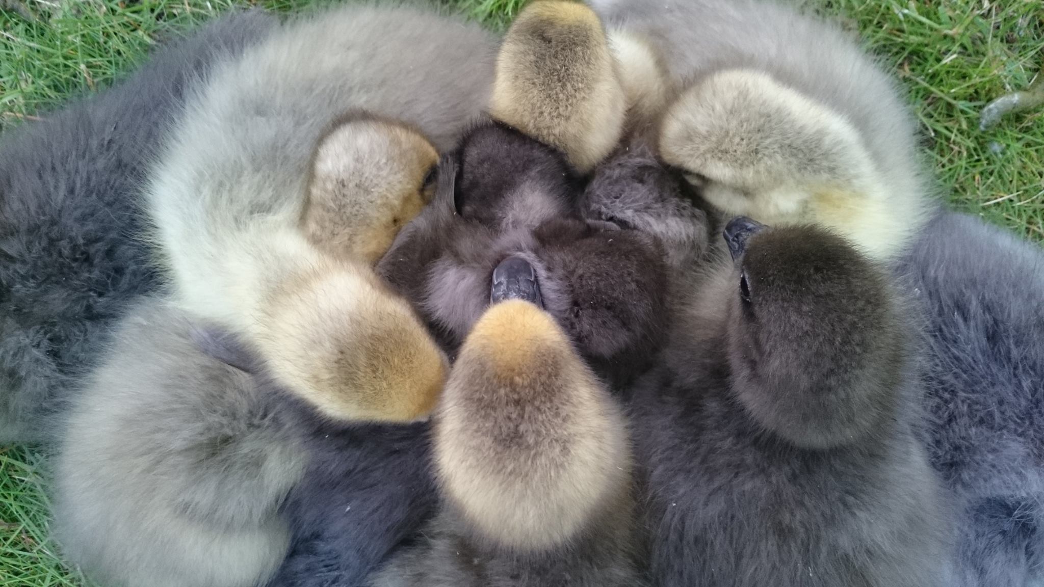 The lesser snow goose: seven amazing facts | WWT