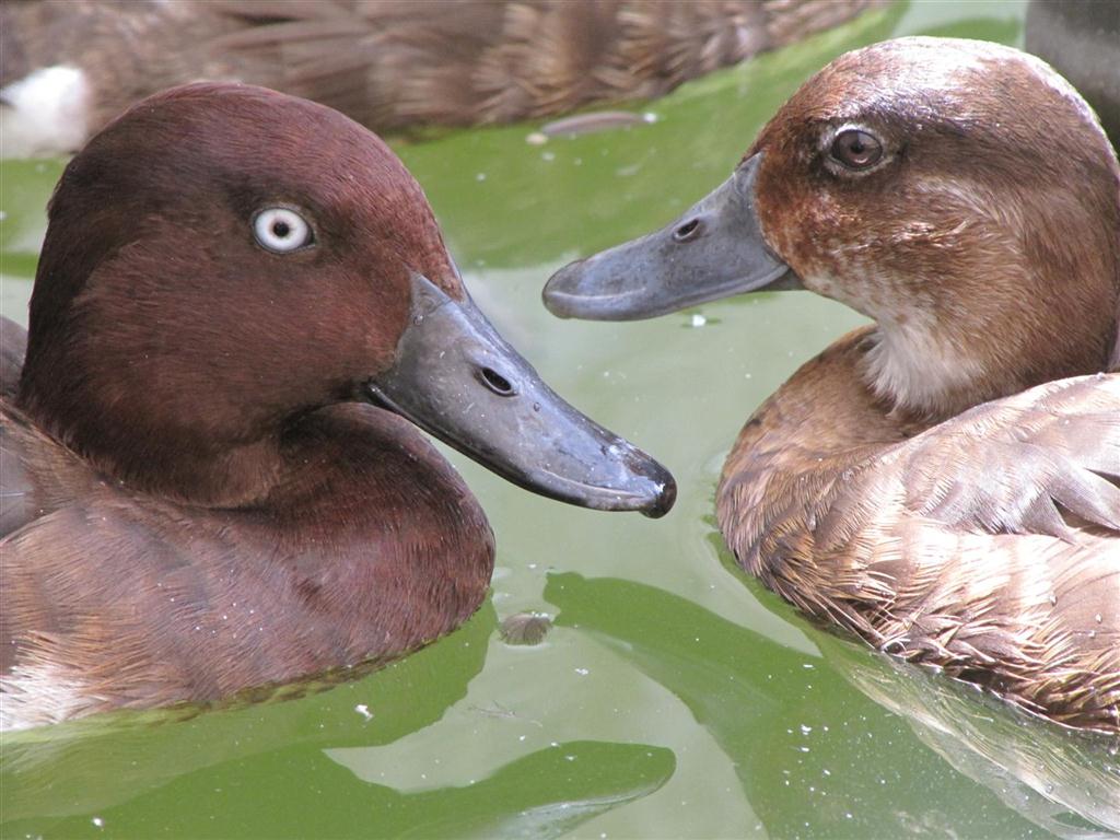 Madagascar pochard: fact file on the world's rarest duck | WWT