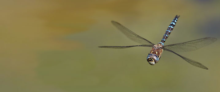 Dragonfly ponds | WWT
