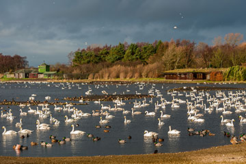 Wildlife at Martin Mere Wetland Centre | WWT