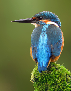 Visiting Steart Marshes | WWT