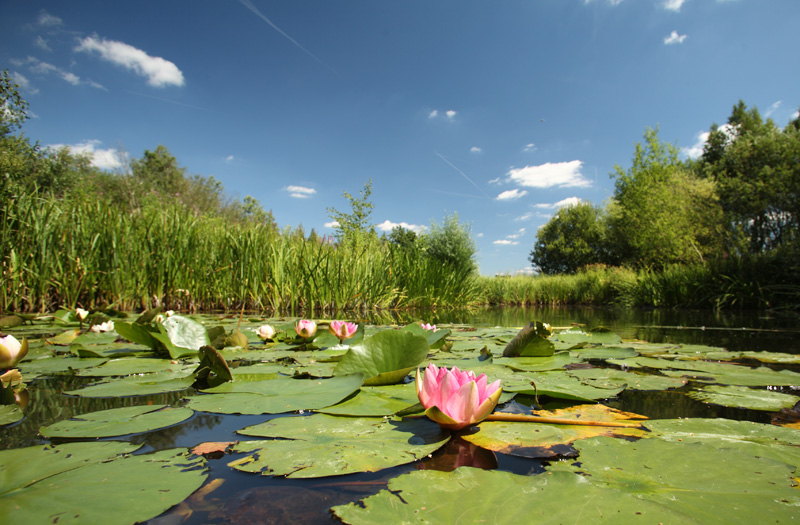 London Wetland Centre | WWT