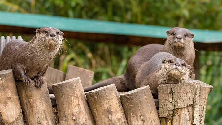 Meet the otters | WWT