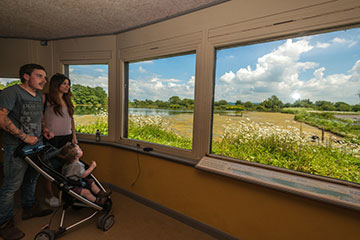 Wildlife at Slimbridge Wetland Centre | WWT