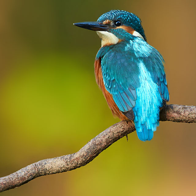 Martin Mere Wetland Centre | WWT