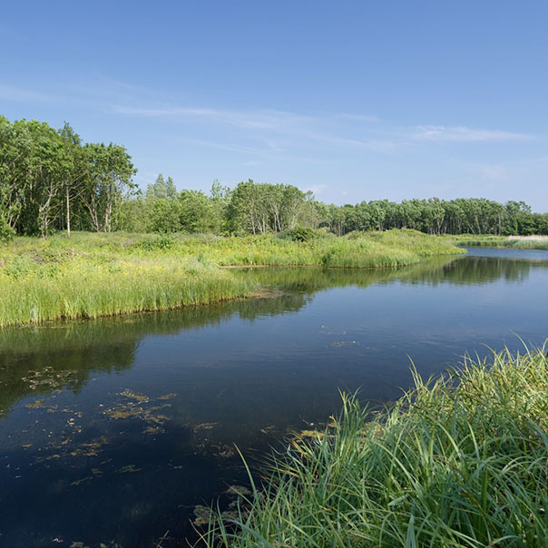 Llanelli Wetland Centre | WWT