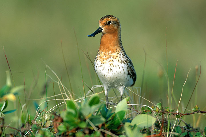 Spoon-billed sandpipers | WWT