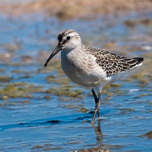 UK Wading Birds | WWT
