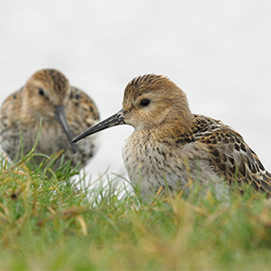 Wading birds found in UK wetlands | WWT