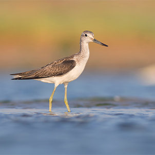 UK Wading Birds | WWT