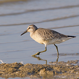 Wading birds found in UK wetlands | WWT