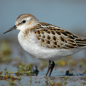 UK Wading Birds | WWT
