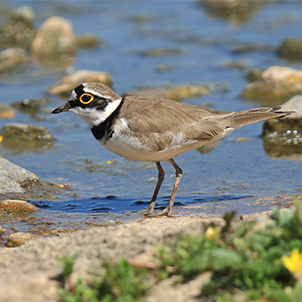 Wading birds found in UK wetlands | WWT