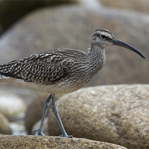 Wading birds found in UK wetlands | WWT