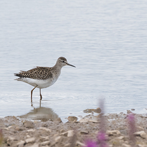 Wading birds found in UK wetlands | WWT