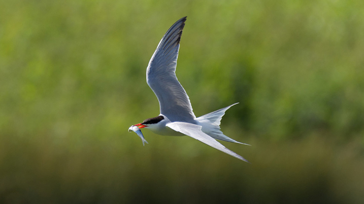 Discover Wildlife | WWT