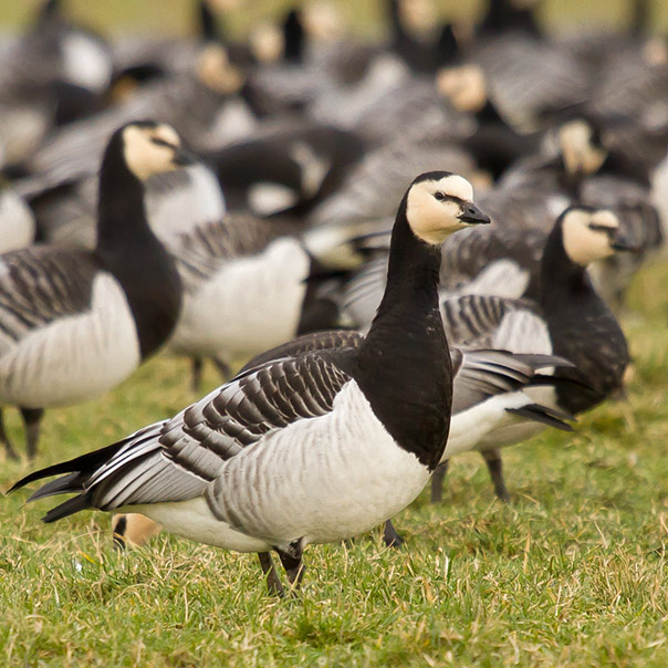 Geese found in UK wetlands | WWT
