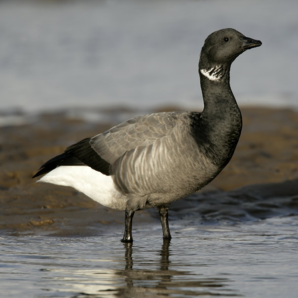 Geese found in UK wetlands | WWT