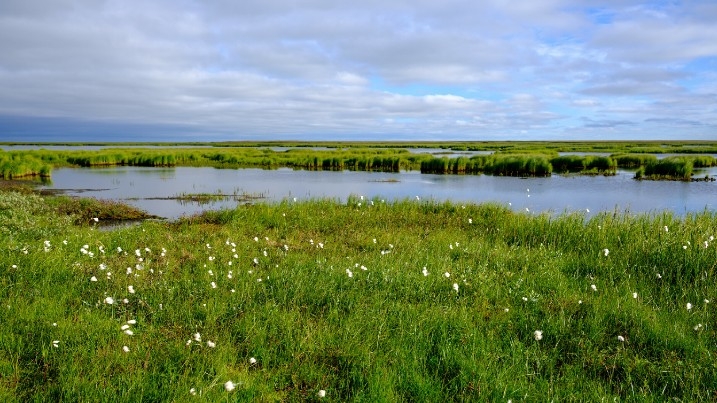 Wetlands of the world: The Arctic tundra, Russia | WWT