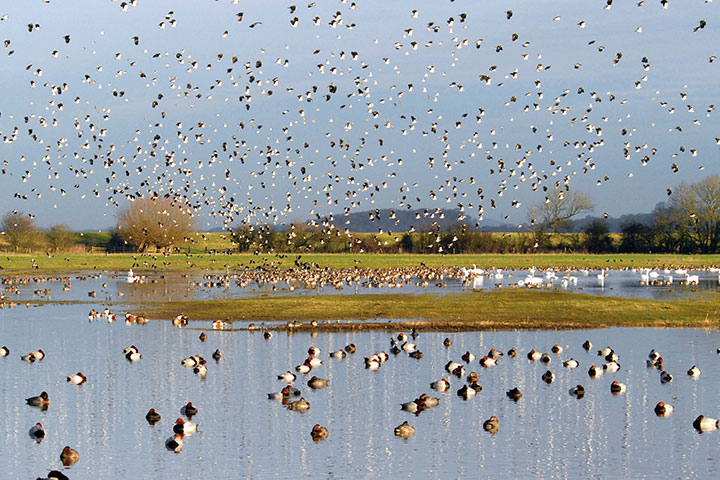 Discover wetlands | WWT