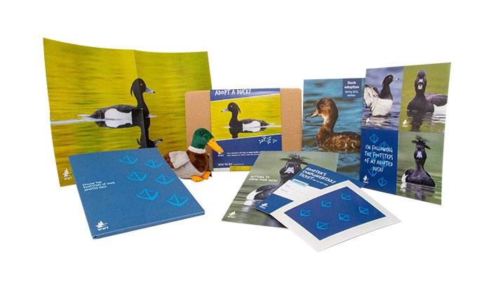 Adopt a duck | WWT