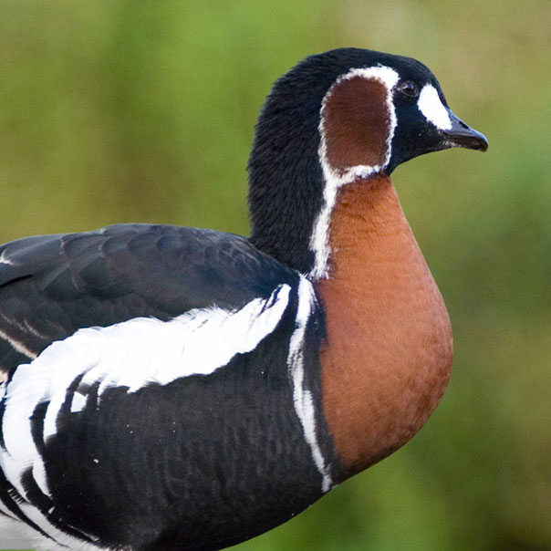 Adopt | WWT