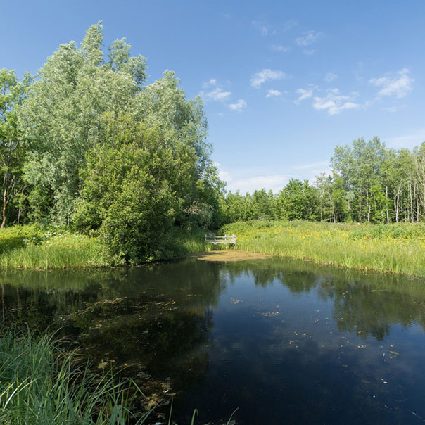 Llanelli Wetland Centre | WWT