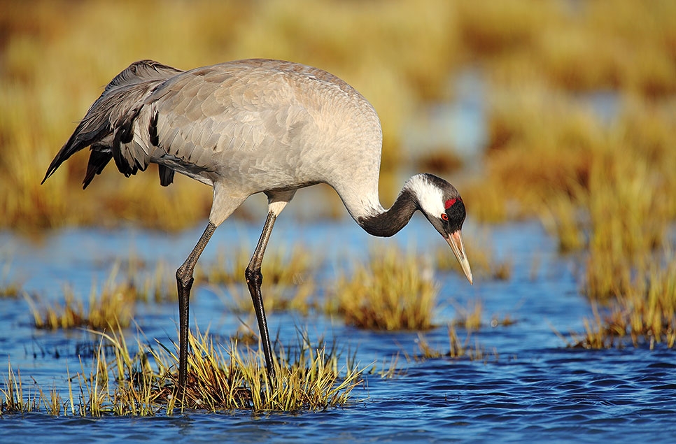 Common crane | WWT