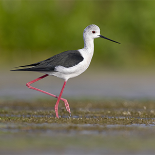 Wading birds found in UK wetlands | WWT