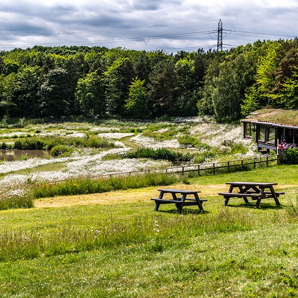 Washington Wetland Centre | WWT