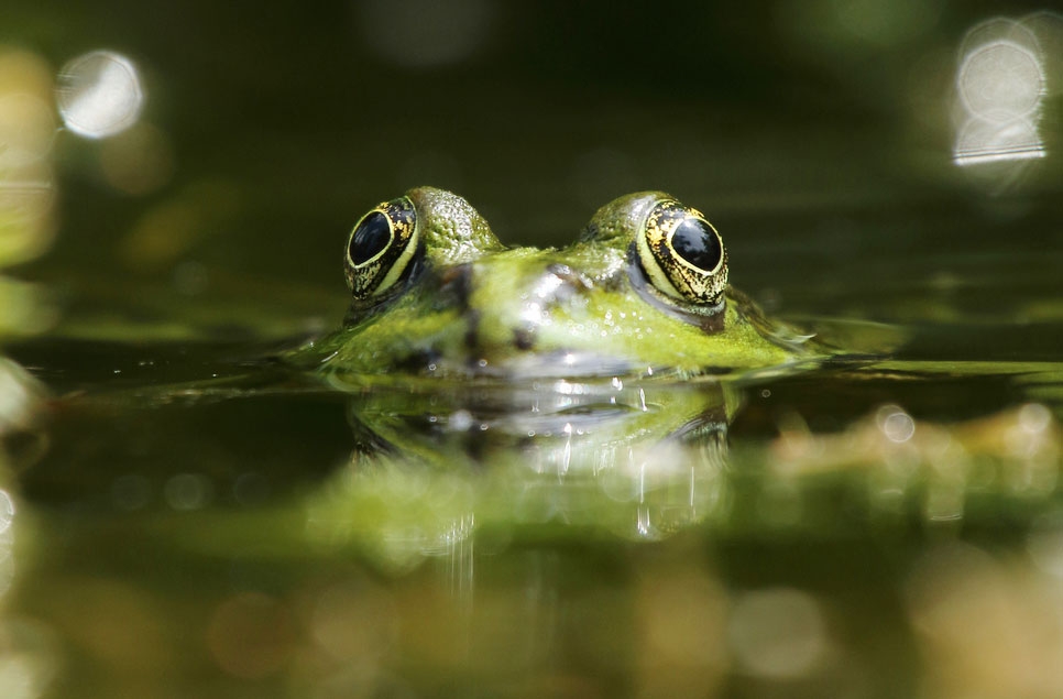 Create a mini-wetland | WWT