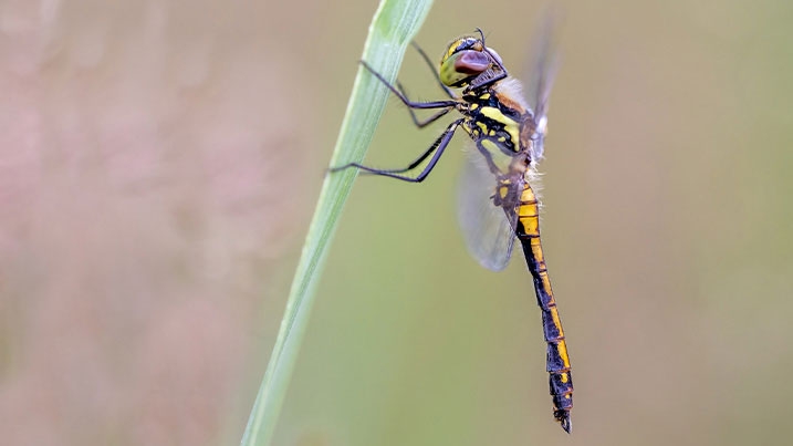 Dragonflies and damselflies found in UK wetlands | WWT