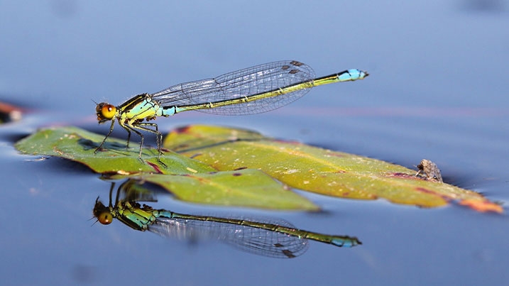Dragonflies and damselflies found in UK wetlands | WWT