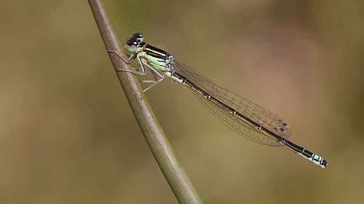 Dragonflies and damselflies found in UK wetlands | WWT